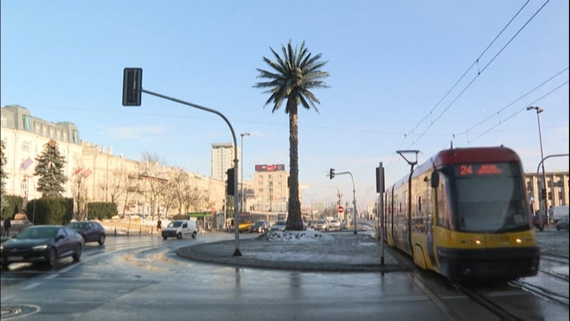 Lone palm tree grows in cold Warsaw | wthr.com