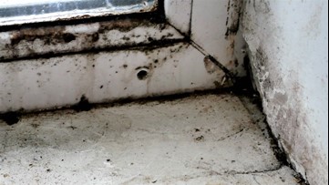 Back from planet Zambodia, Prince Mongo says he is serious about ...