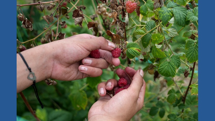 A Serbian town is known for raspberries that are exported around the ...
