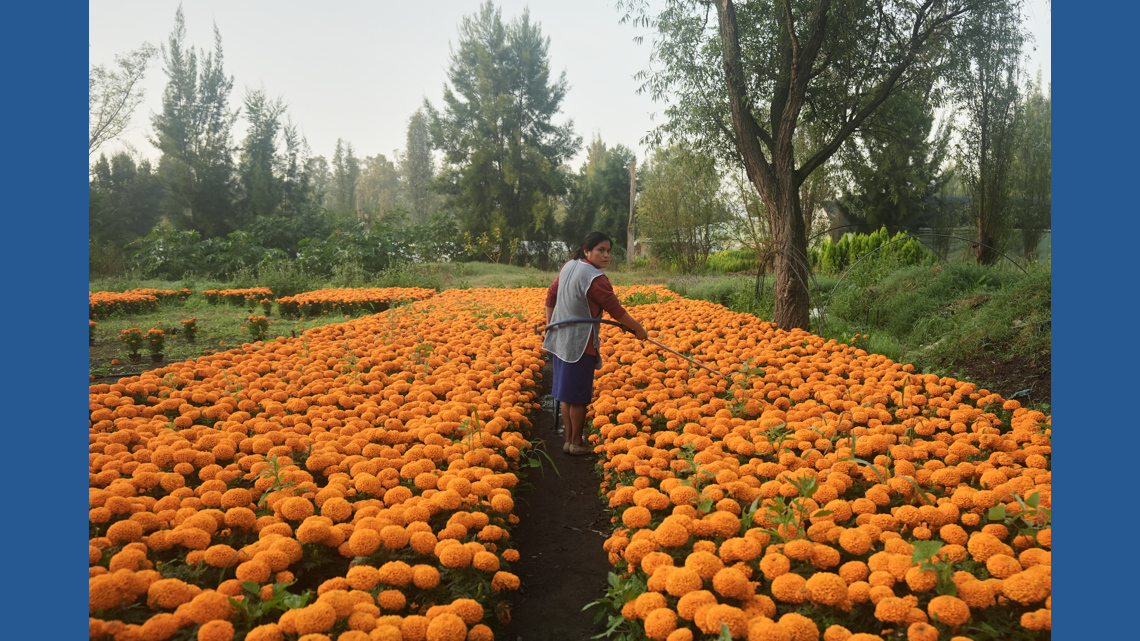 This orange flower cloaks Mexico during Day of the Dead. Climate change ...