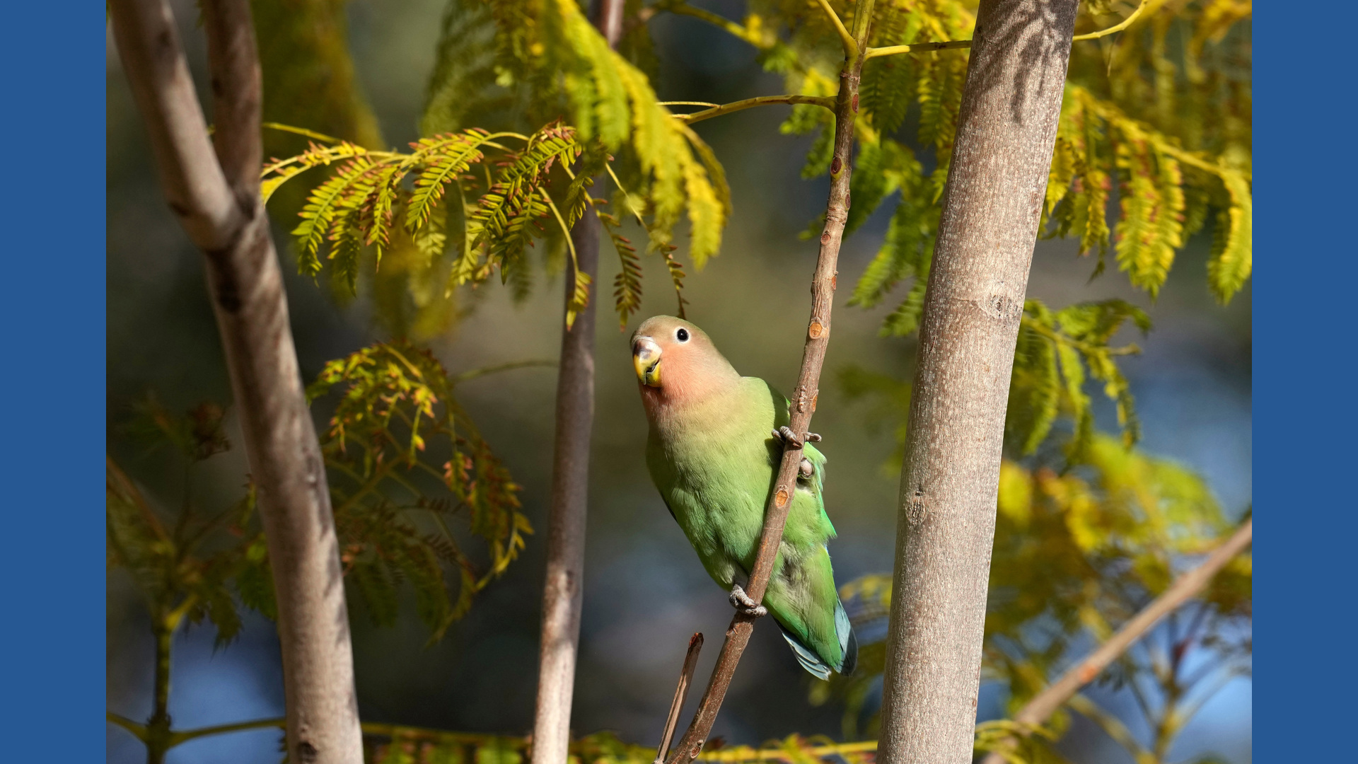 What we can learn from lovebirds, the rare birds that mate for life ...