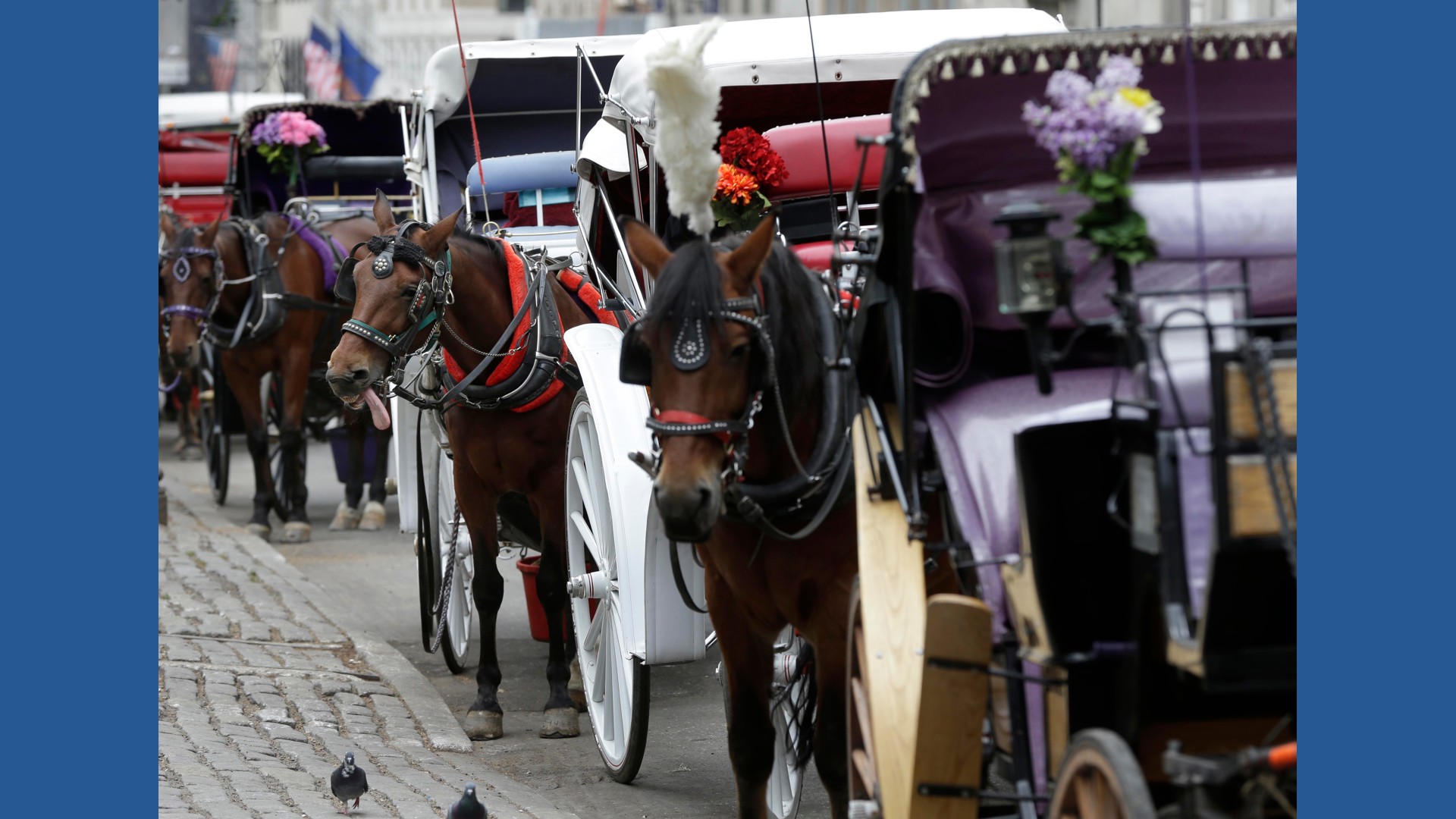 New York mayor, other leaders push to end horse carriage industry after ...