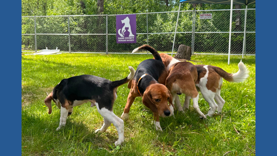 Wisconsin beagle farm closing and hundreds of its dogs will be sent to ...