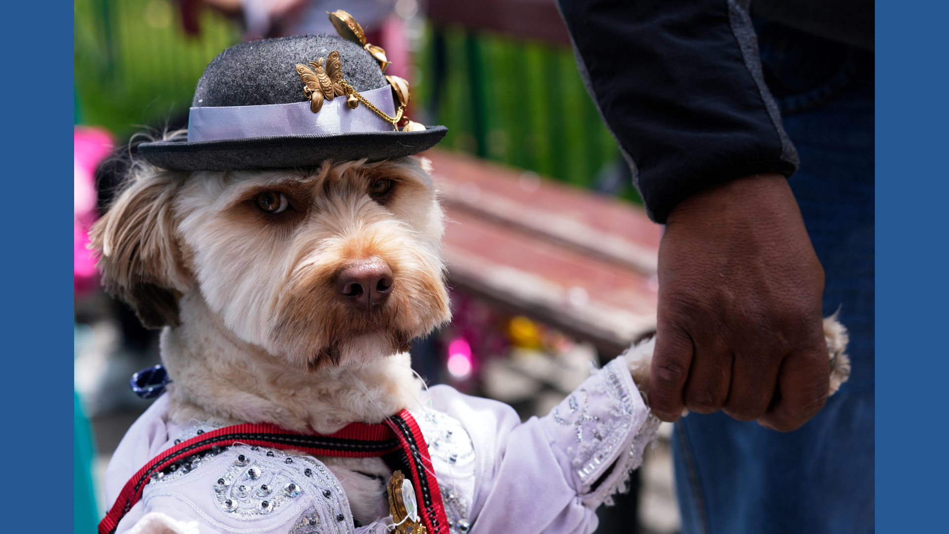 Photos of dogs in their costumes as pet lovers kick off Carnival ...