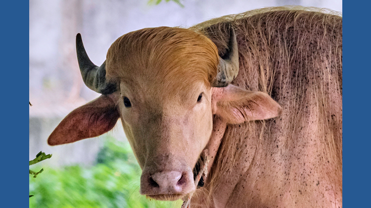 Rare albino buffalo named after Donald Trump for its golden locks draws ...