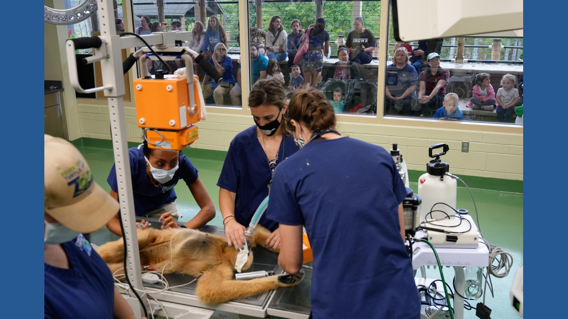 Visitors to a New Jersey zoo get to watch veterinarians treat the ...