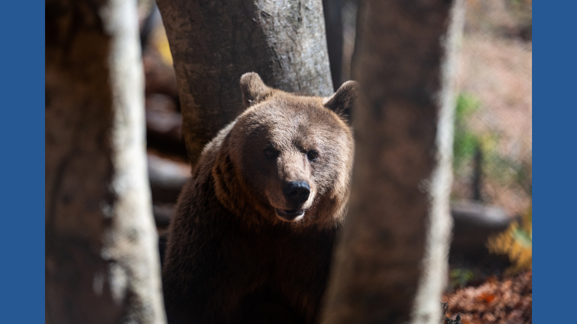 Bears in the backyard, wolves at the door: Greek villages have a ...