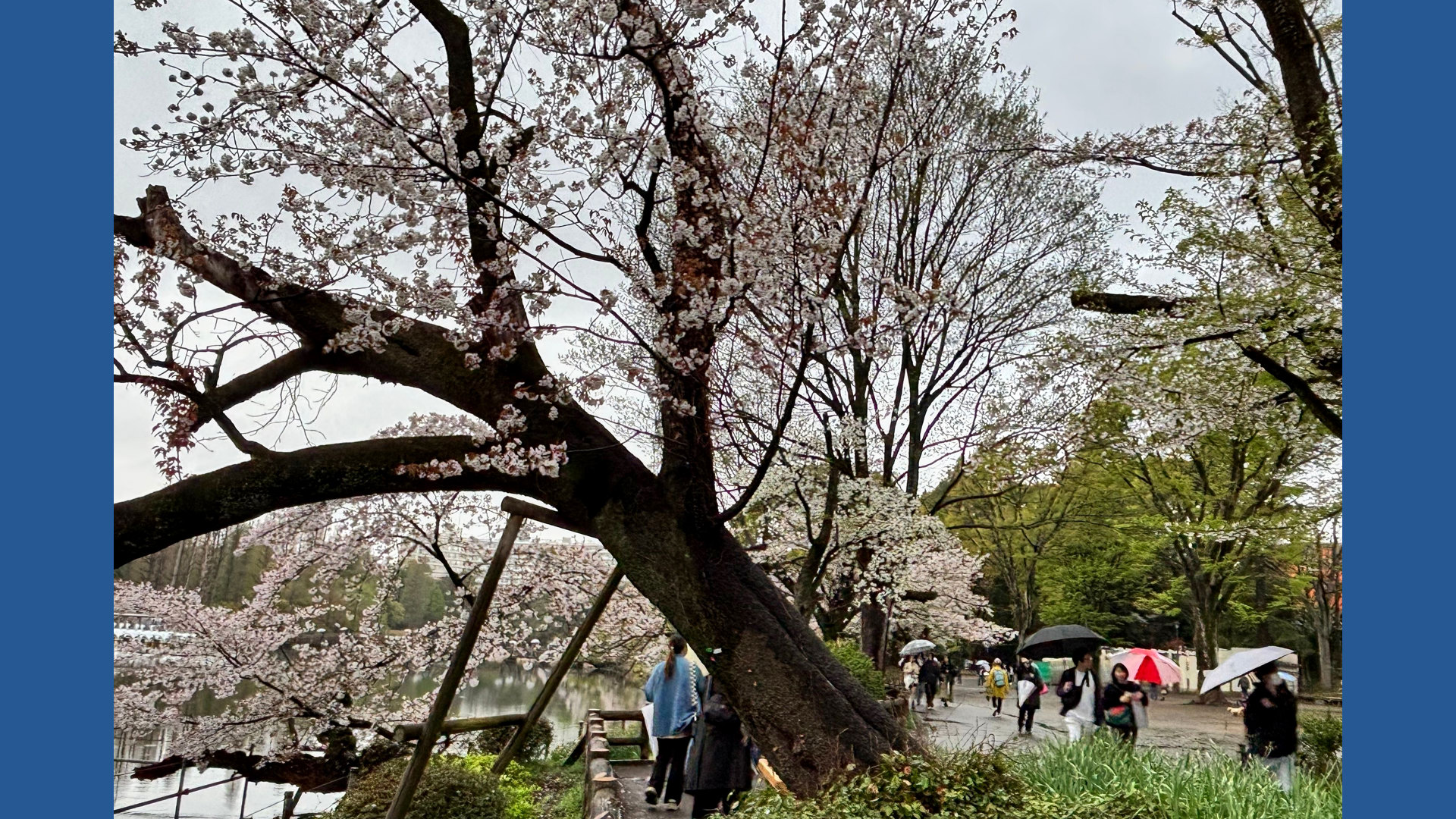 Collapse of Tokyo's aging cherry blossom trees during viewing season ...