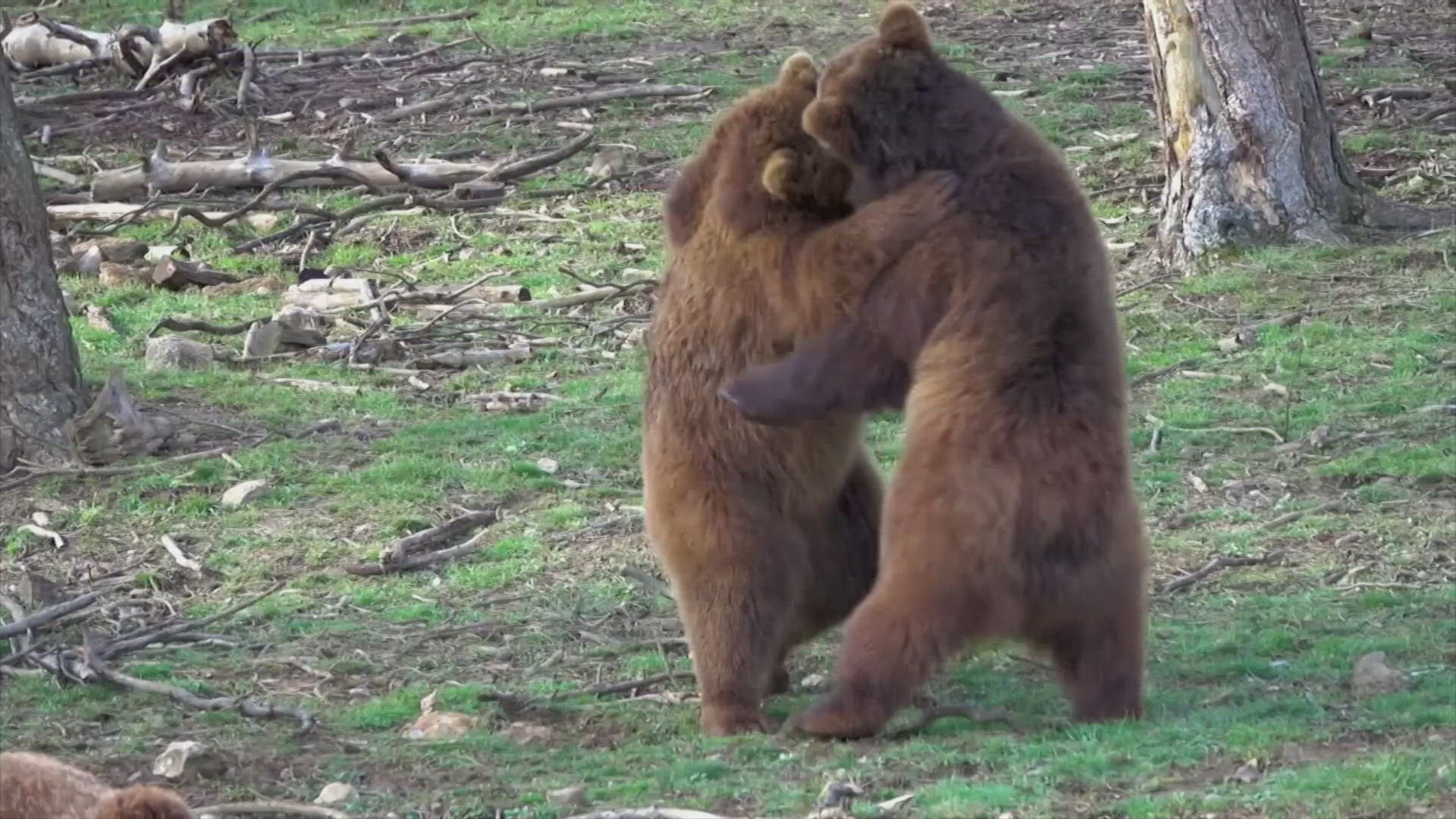 Alaska brown bear attacks man for 10 seconds, leaves deep wounds | 10tv.com