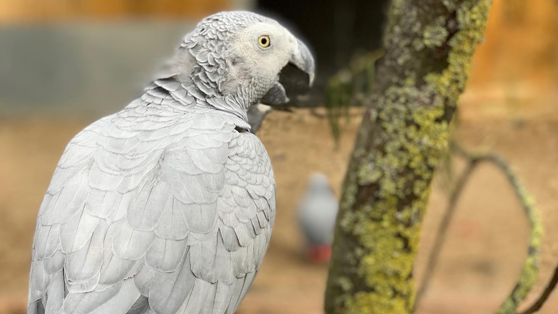 Swearing parrots separated at British zoo | wthr.com