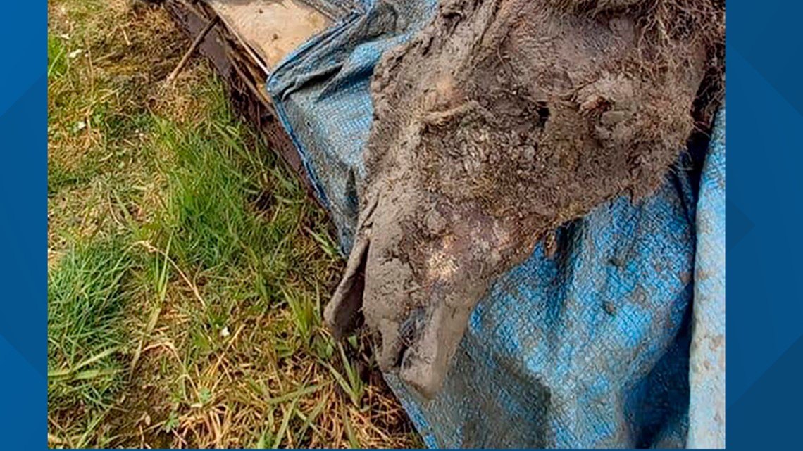 Well preserved Ice Age cave bear found in Arctic Russia | fox43.com