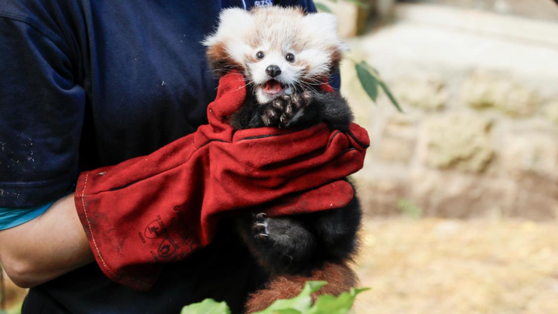 Baby red panda at Edinburgh Zoo died from fireworks stress | wthr.com