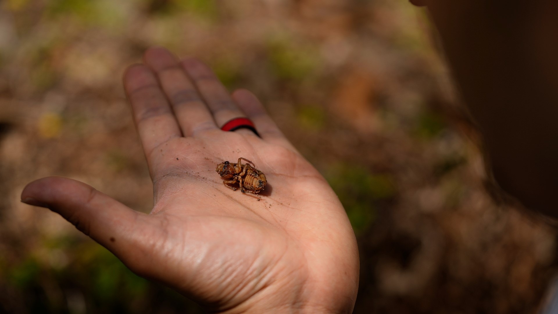 Cicada invasion: Trillions of cicadas will swarm US this spring | fox43.com
