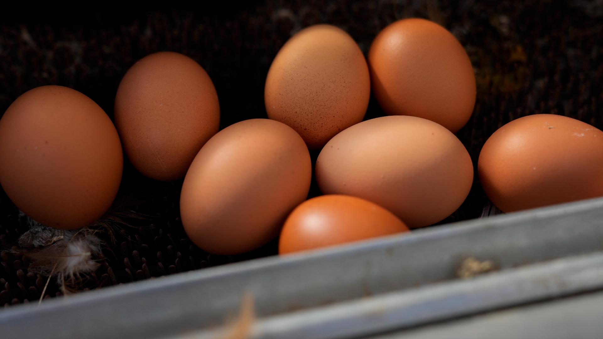 US expands brown egg recall over salmonella fears | wnep.com