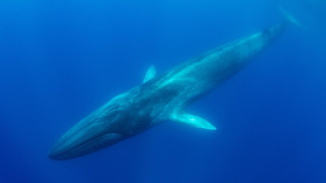 Endangered pregnant fin whale found dead on bow of cruise ship in ...