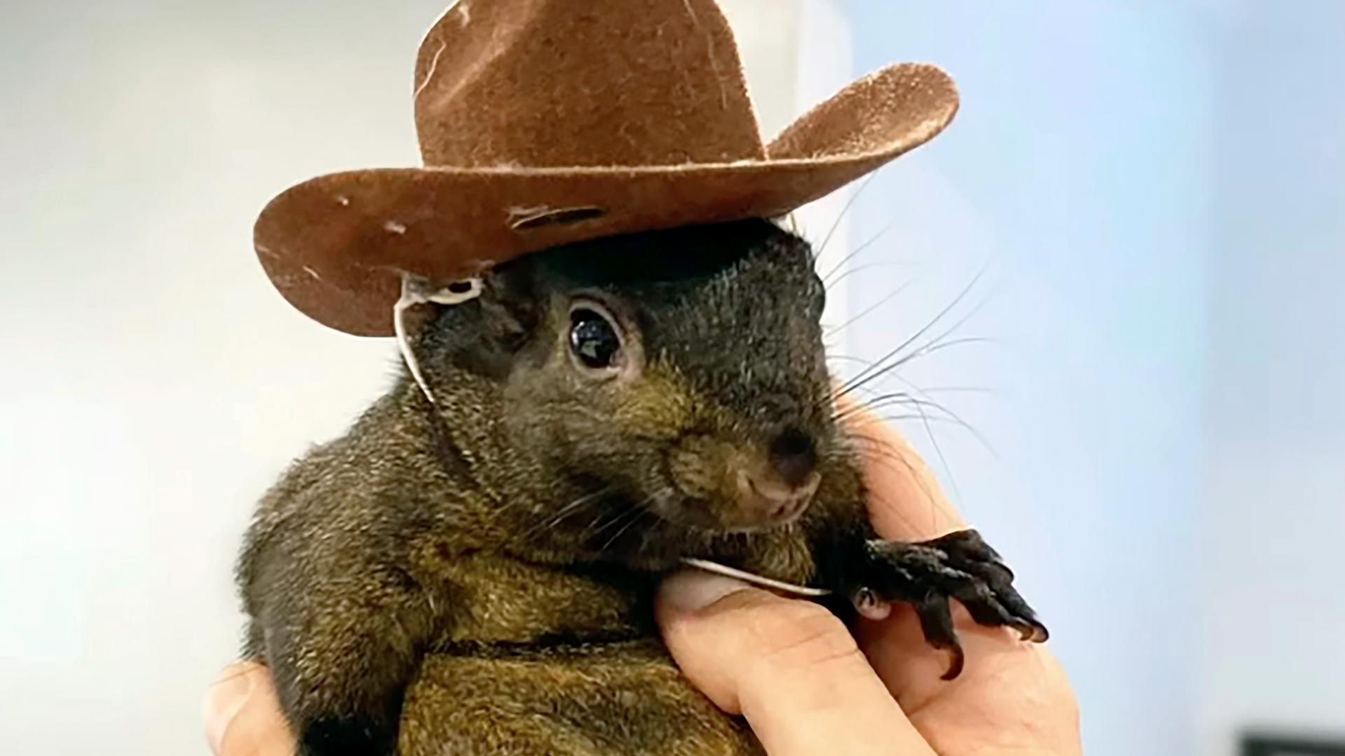 Peanut the squirrel owner says it's 'surreal' officials euthanized pet ...