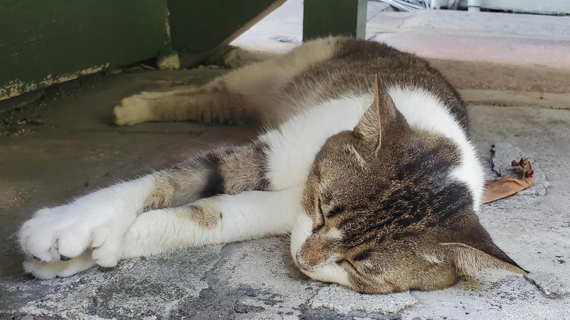 Ernest Hemingway fans honor author's 125th birthday in Key West | fox43.com