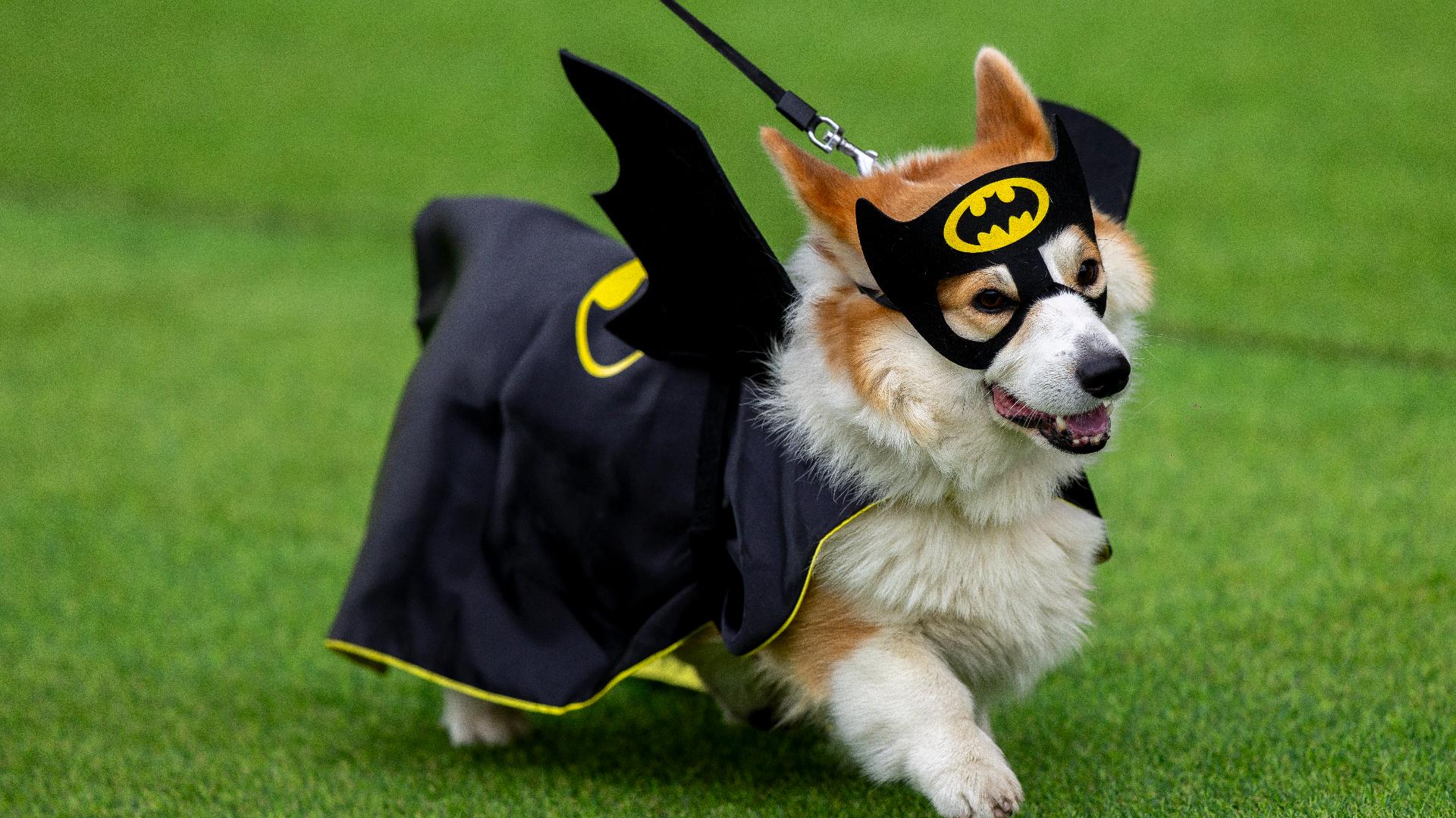 Lithuania's international Corgi race delights with costumes and ...