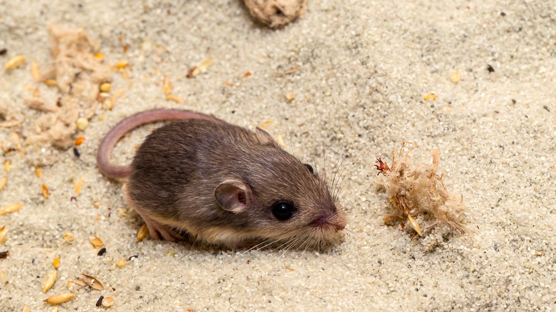 Oldest mouse? San Diego zoo mouse gets Guinness World Record | fox61.com