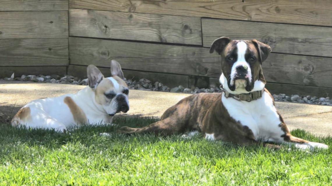 Boxer dog saves French bulldog from seizure episode | wnep.com