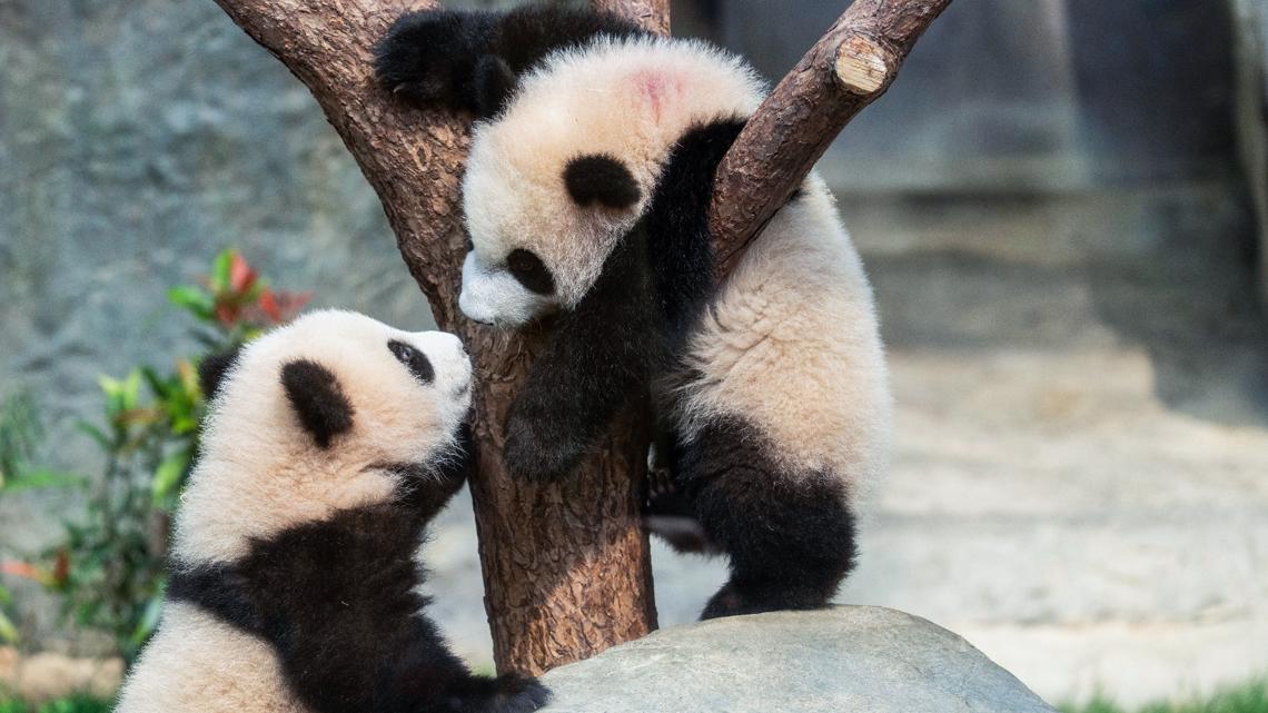 Panda craze: Hong Kong launches naming contest for twin cubs ...