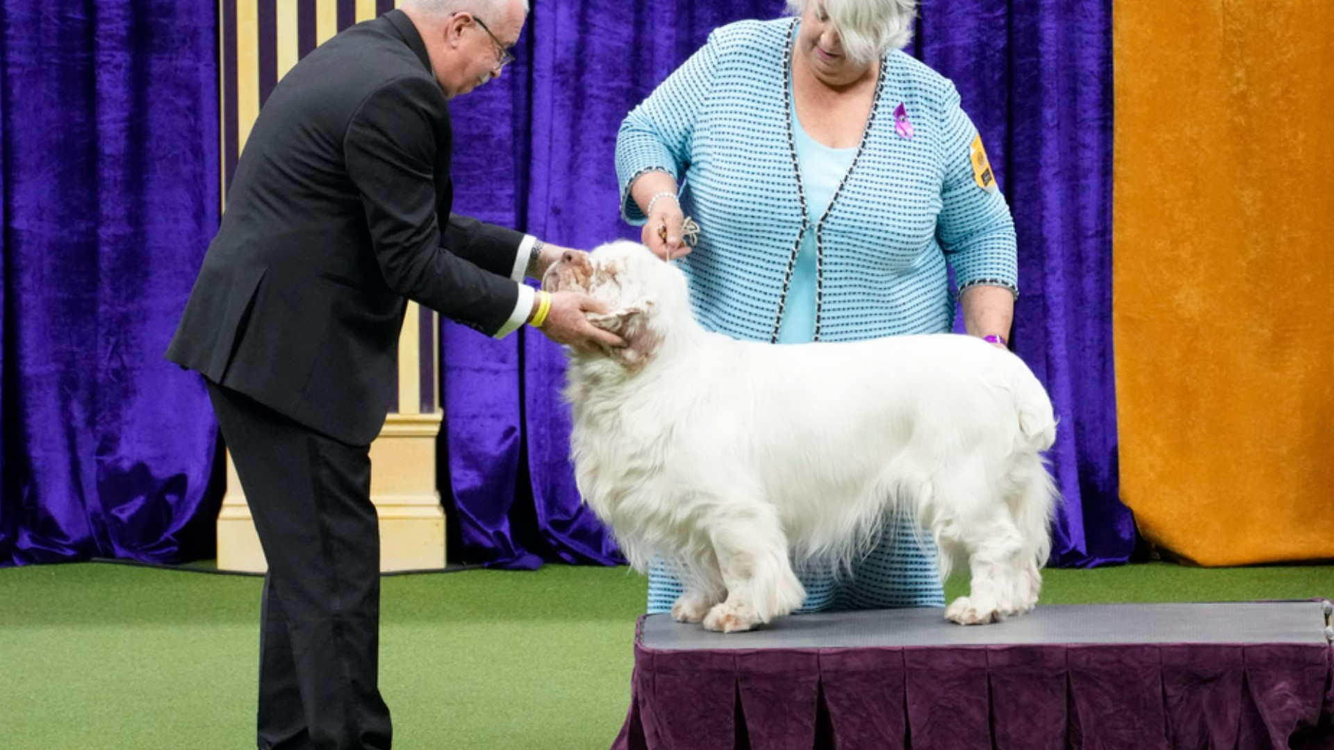Fierce competition at the 147th Westminster Kennel Club Dog show | wthr.com