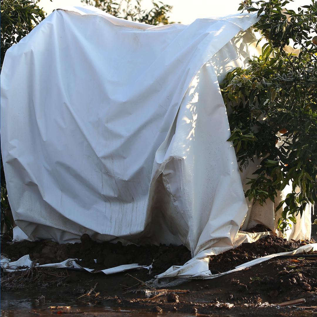 'We’re right on the fringe of possible damage' | Florida citrus farmers ...