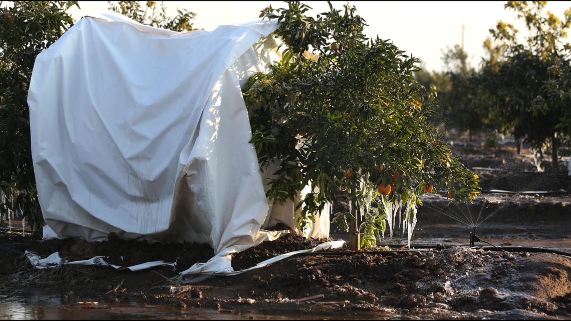 'We’re right on the fringe of possible damage' | Florida citrus farmers ...