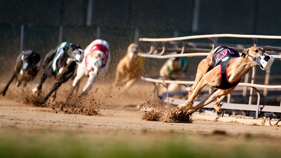 New Zealand now plans to outlaw greyhound racing | wthr.com