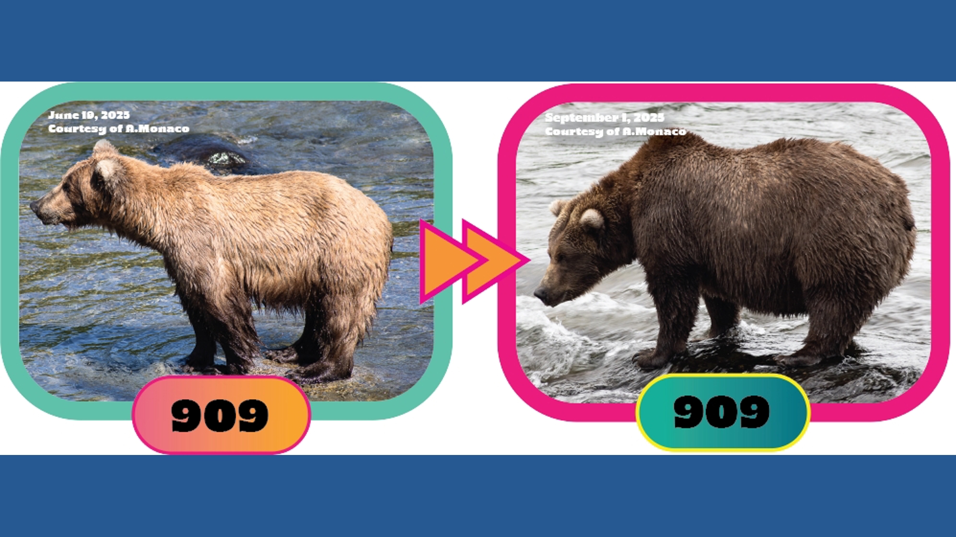 Fat Bear Week 2025: Meet the competitors | 10tv.com