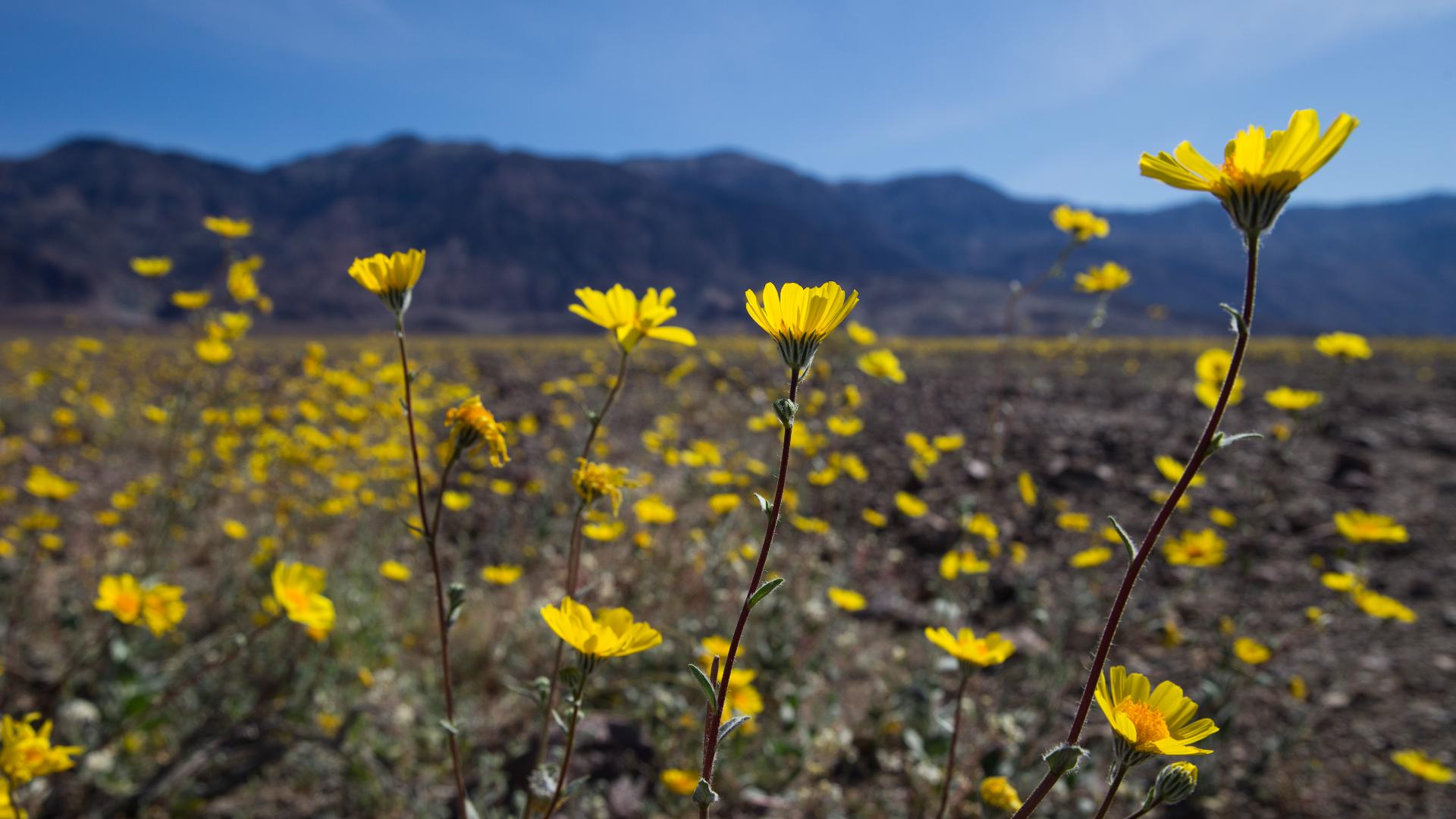 Death Valley is bursting with life during a rare wildflower superbloom ...