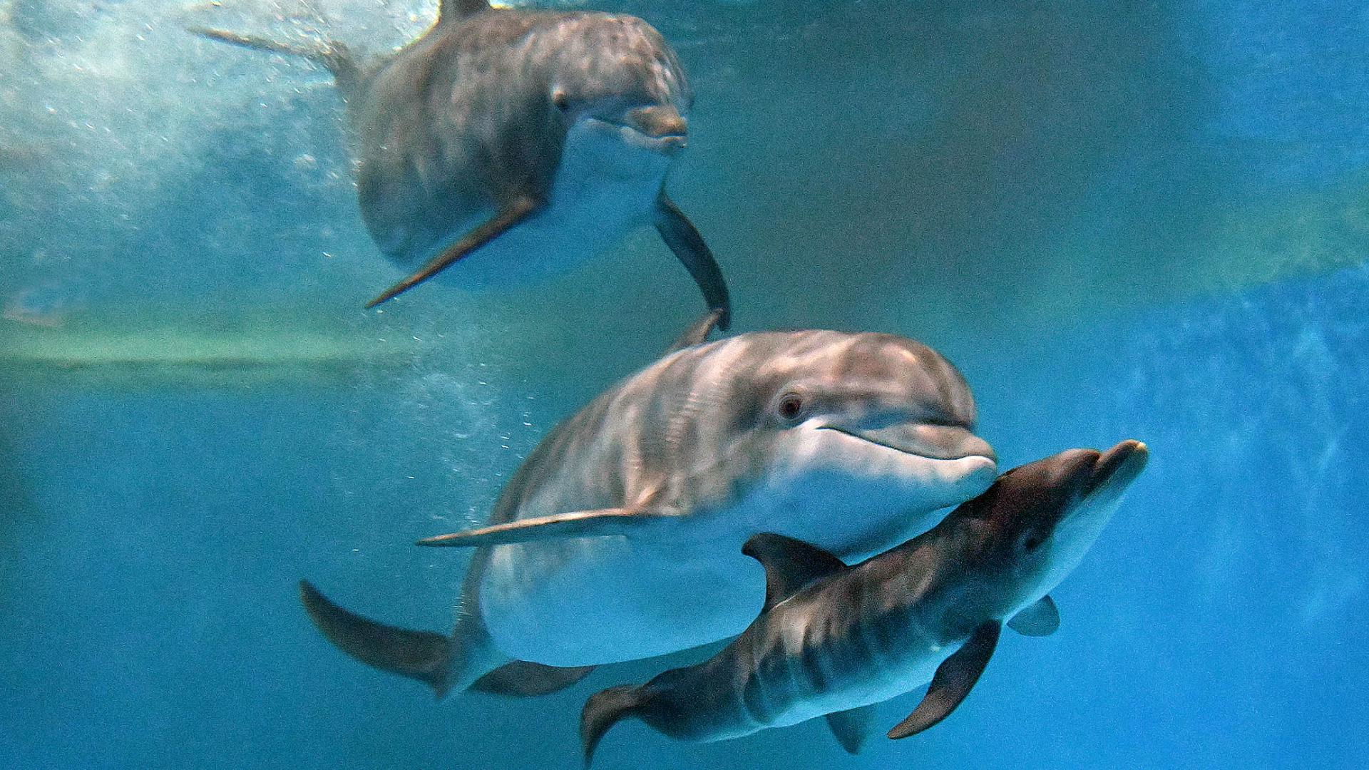 Brookfield Zoo Chicago newborn dolphin dies suddenly | wthr.com