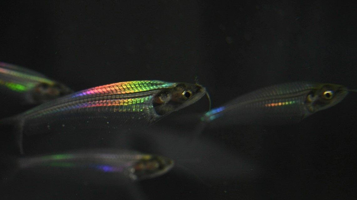 How the ghost catfish gets its rainbow shimmer | wthr.com