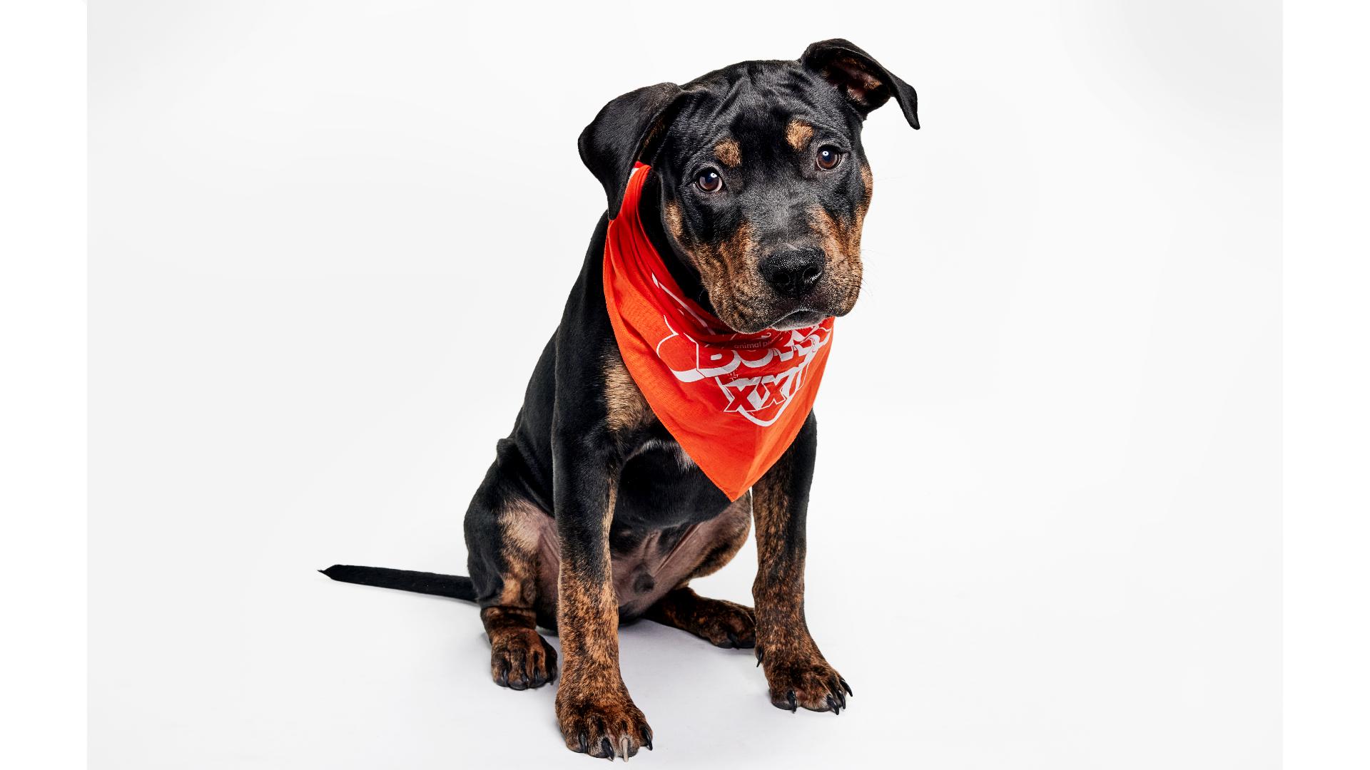 Puppy Bowl 2026: Meet the adorable pups on Teams Ruff and Fluff ...