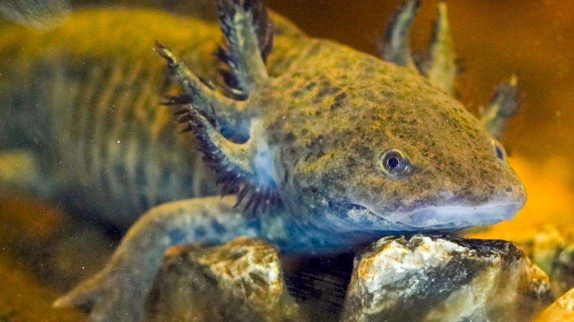 Meet axolotl: This 'peculiar species' has become Mexico's most beloved ...