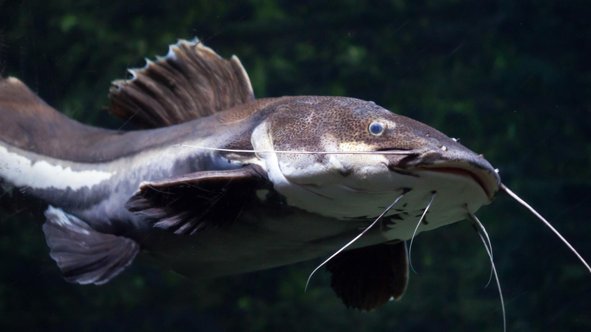 Over 300,000 pounds of catfish illegally harvested in Kentucky, 25 ...
