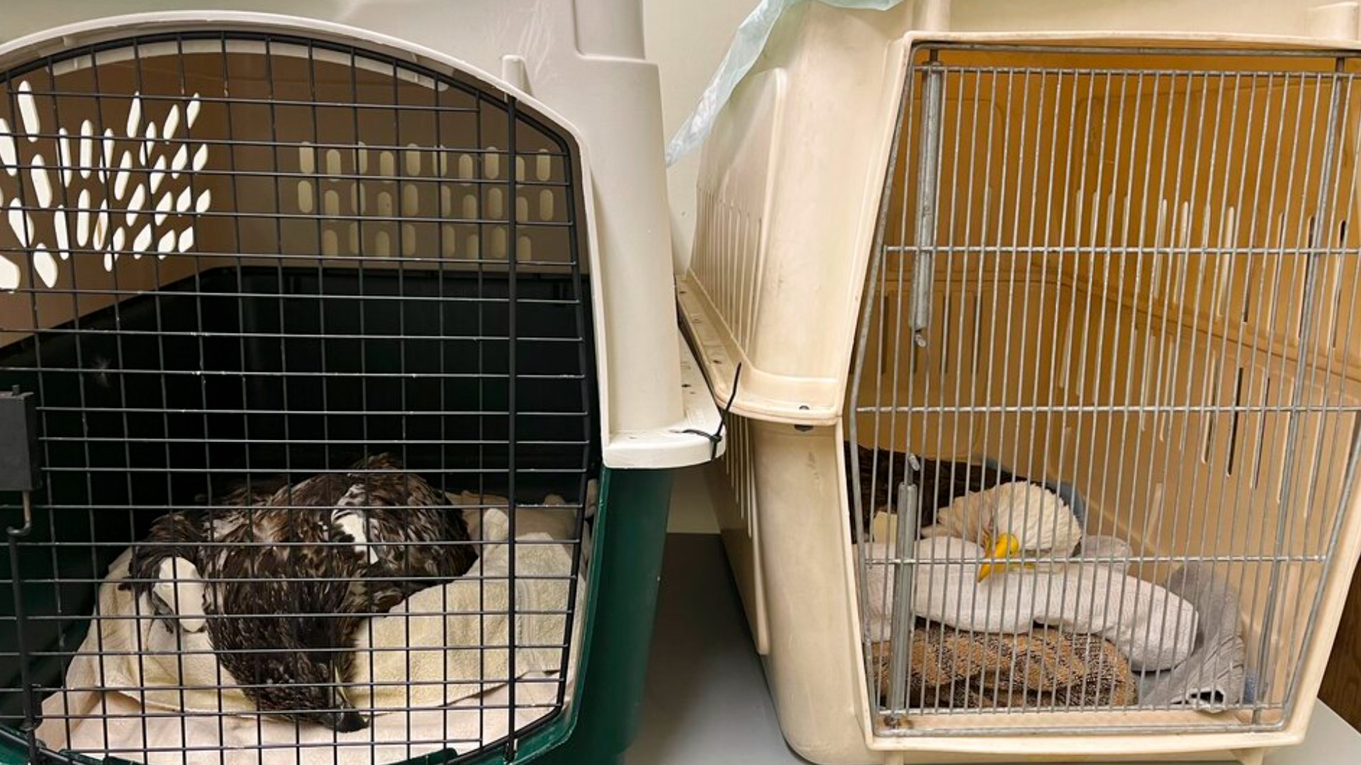 Bald eagles die after eating euthanized animals at landfill | fox43.com