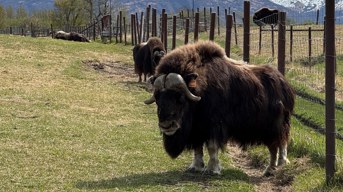 Mother's Day tradition: Alaskan moms head to musk ox farm to mingle ...