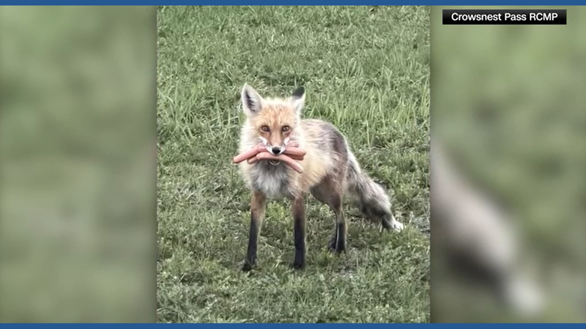 Ultimate dinner heist: Canadian officials catch fox stealing mouthful ...