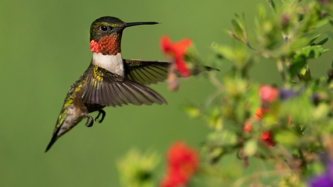 The ruby-throated hummingbird migration is almost here. Here's what to ...