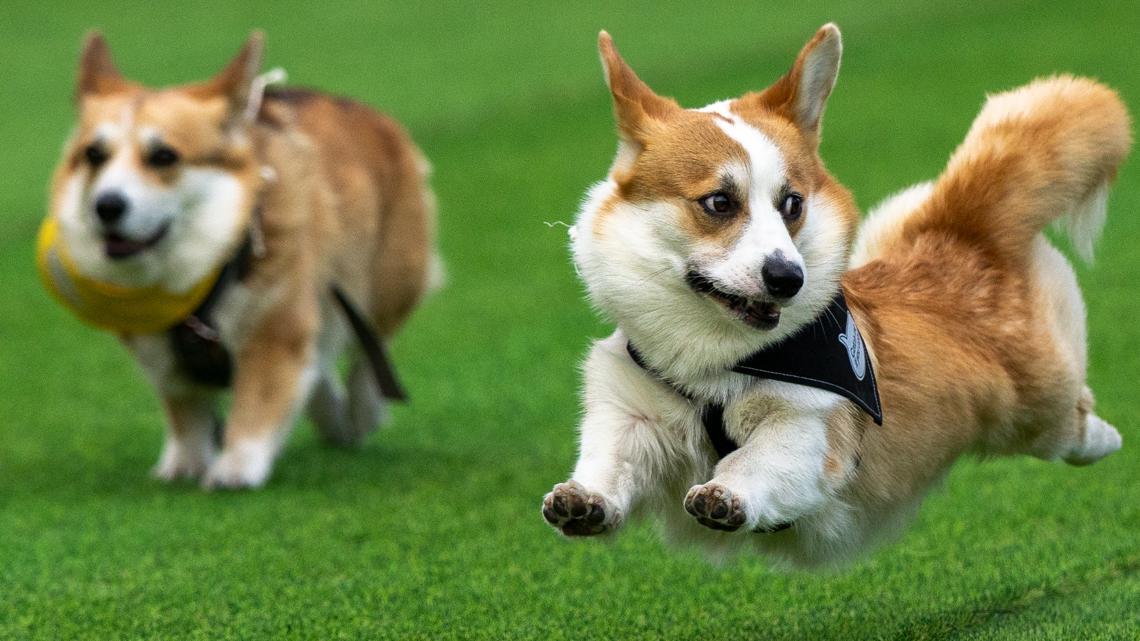 Lithuania's international Corgi race delights with costumes and ...