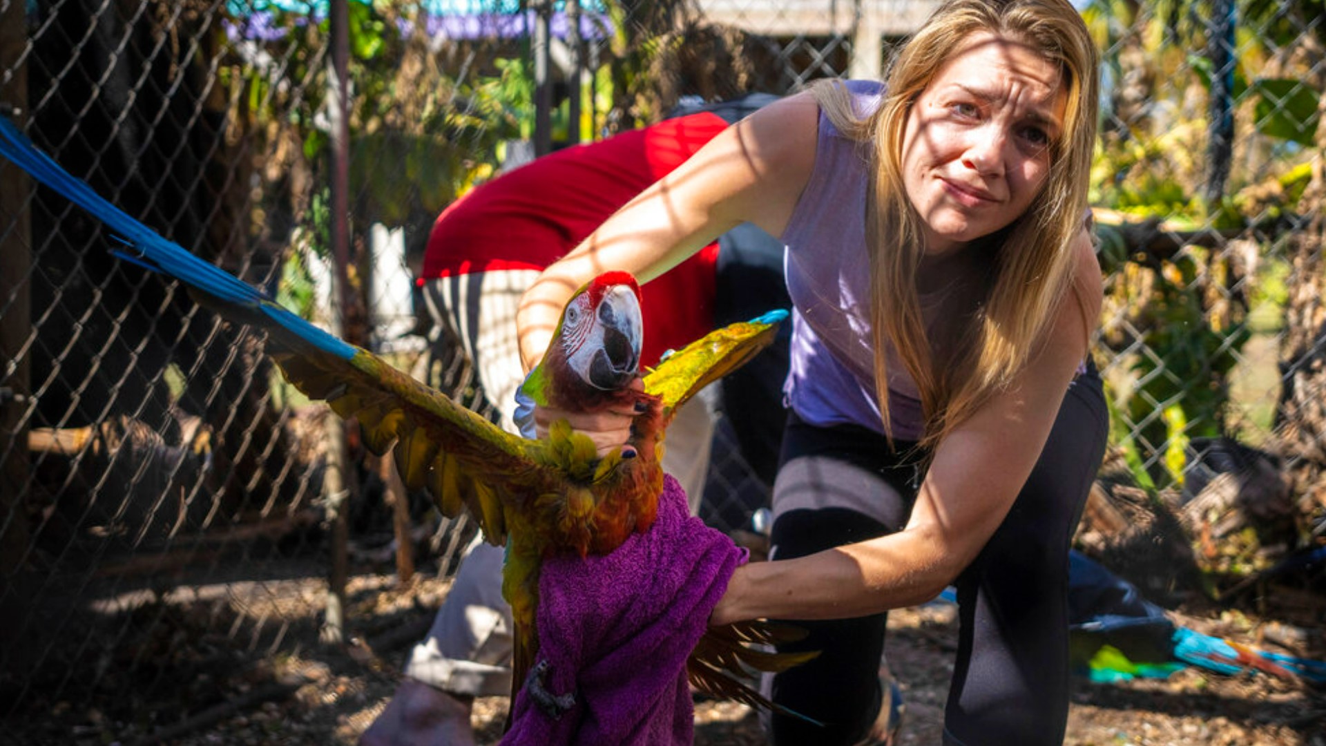 Rescuers flock to save parrots stranded by Ian | 10tv.com