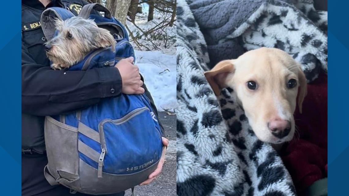 Virginia pilot dies while transporting rescued dogs | fox43.com