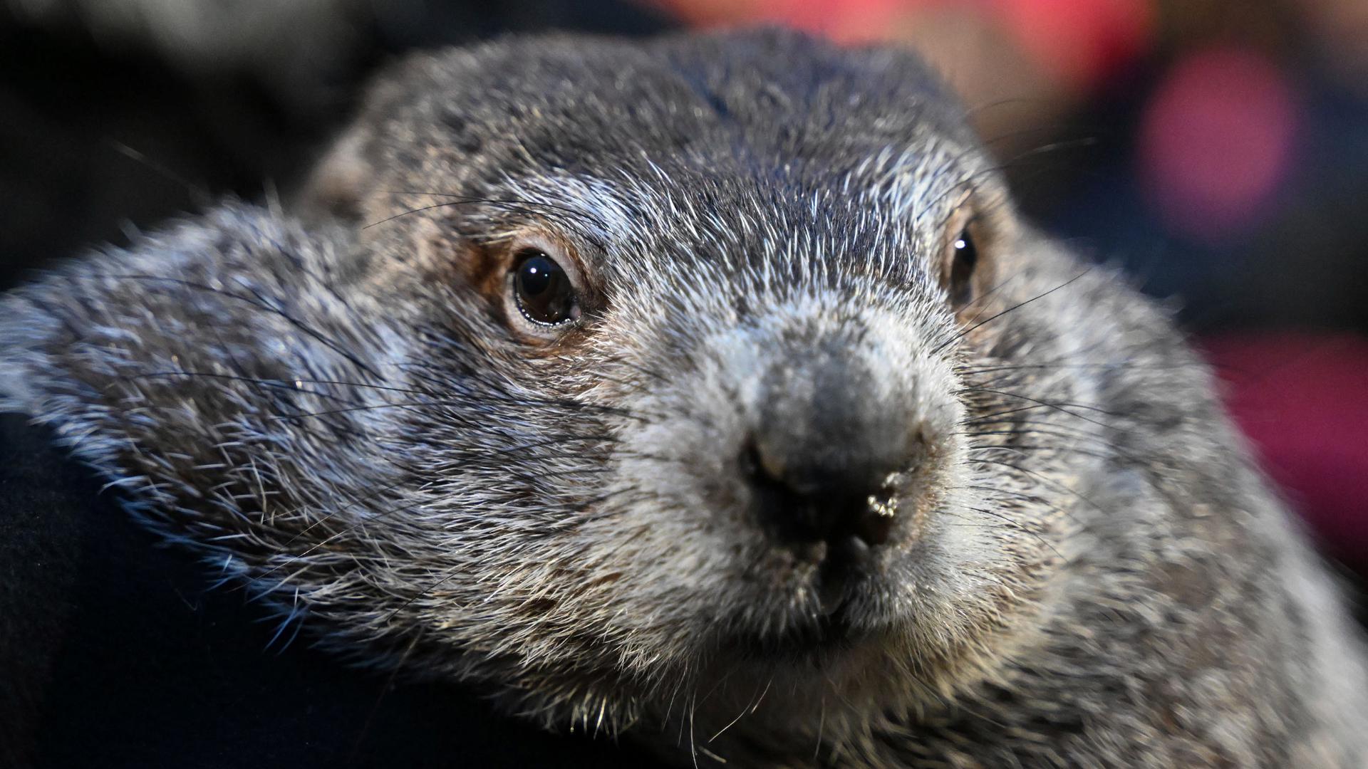 How accurate are Punxsutawney Phil's Groundhog Day predictions? | fox43.com