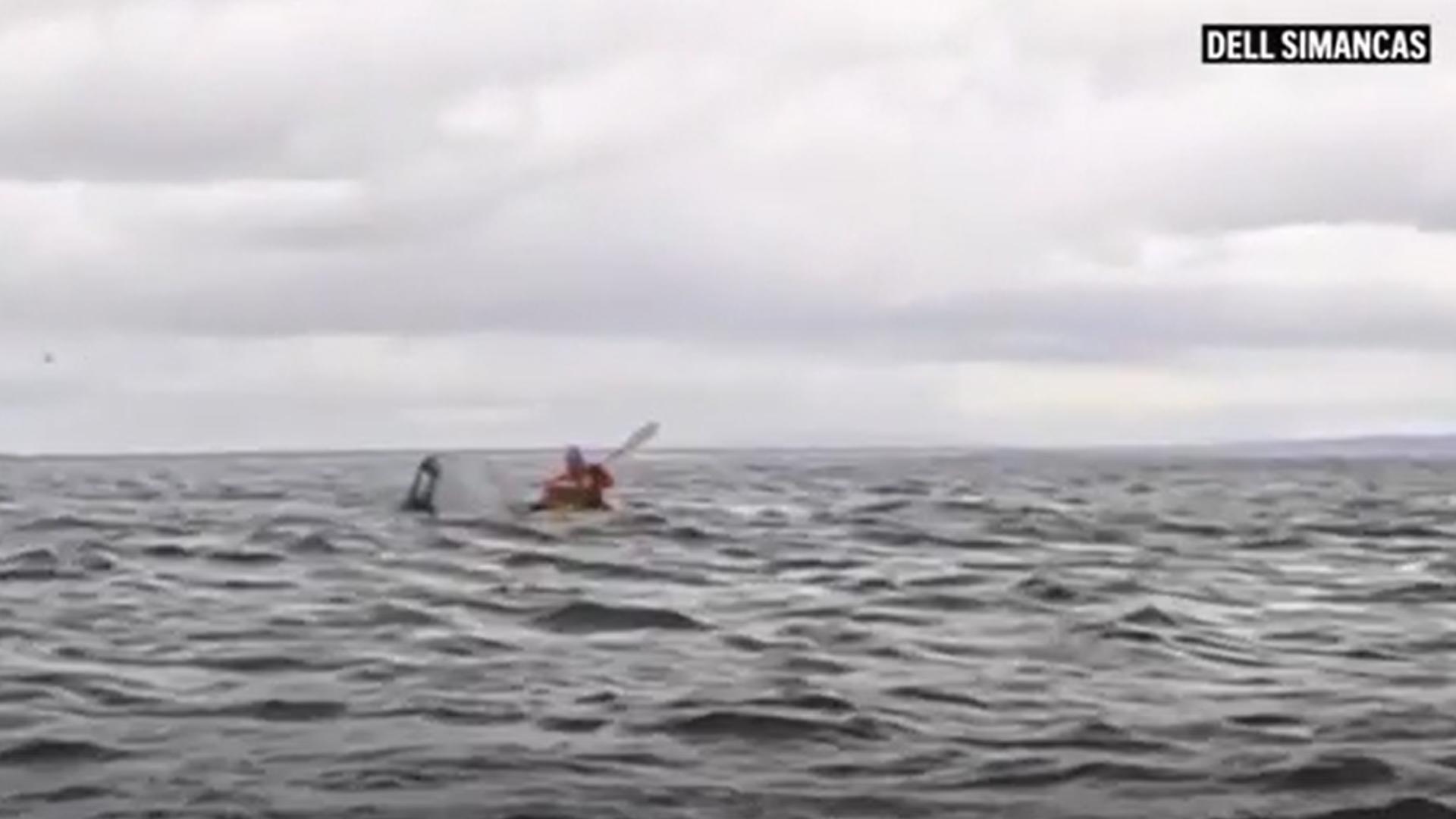 WATCH: Kayaker swallowed by whale off Chile escapes unharmed | wnep.com