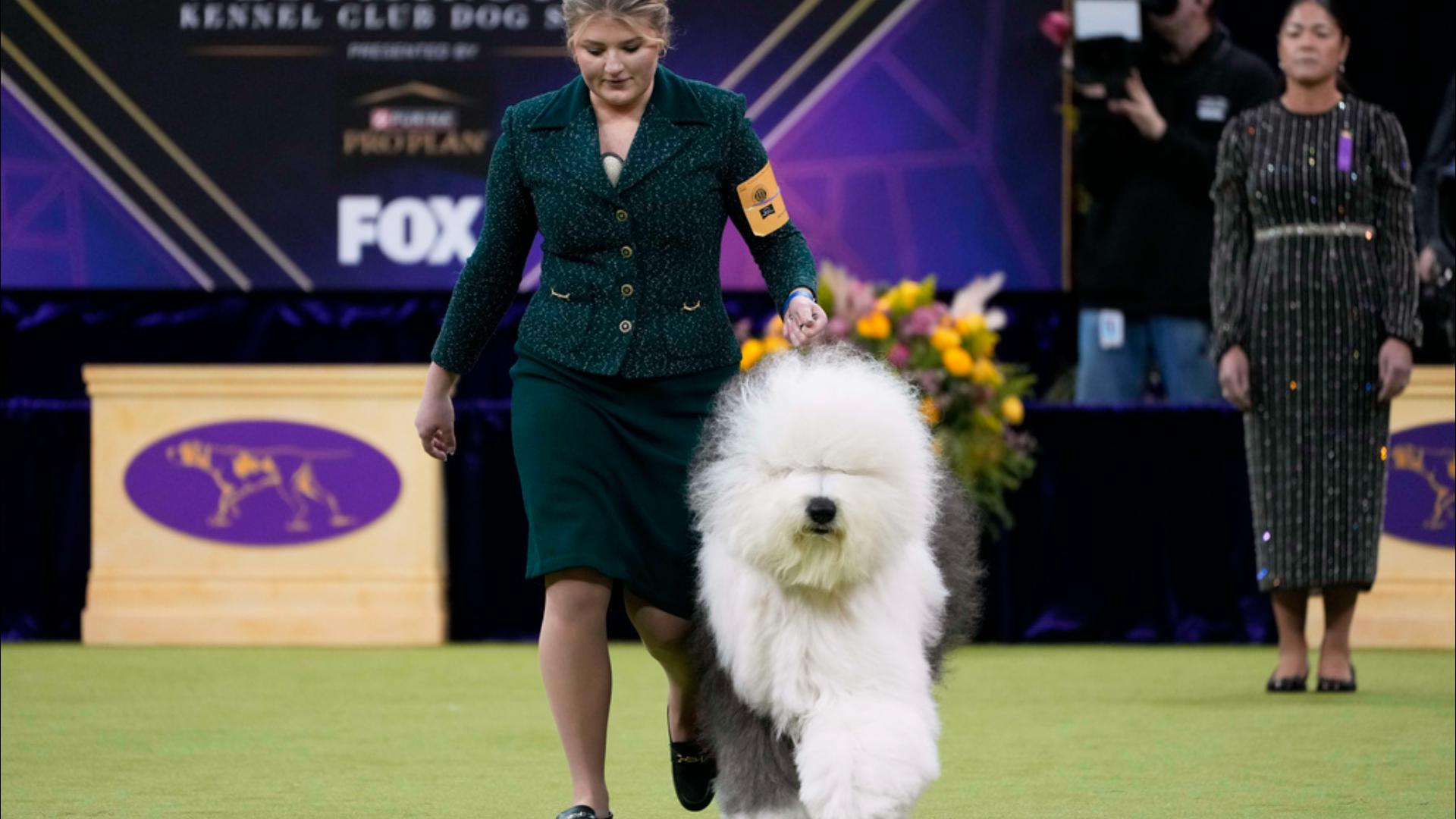 Who won best in show at the Westminster Dog Show? | fox43.com