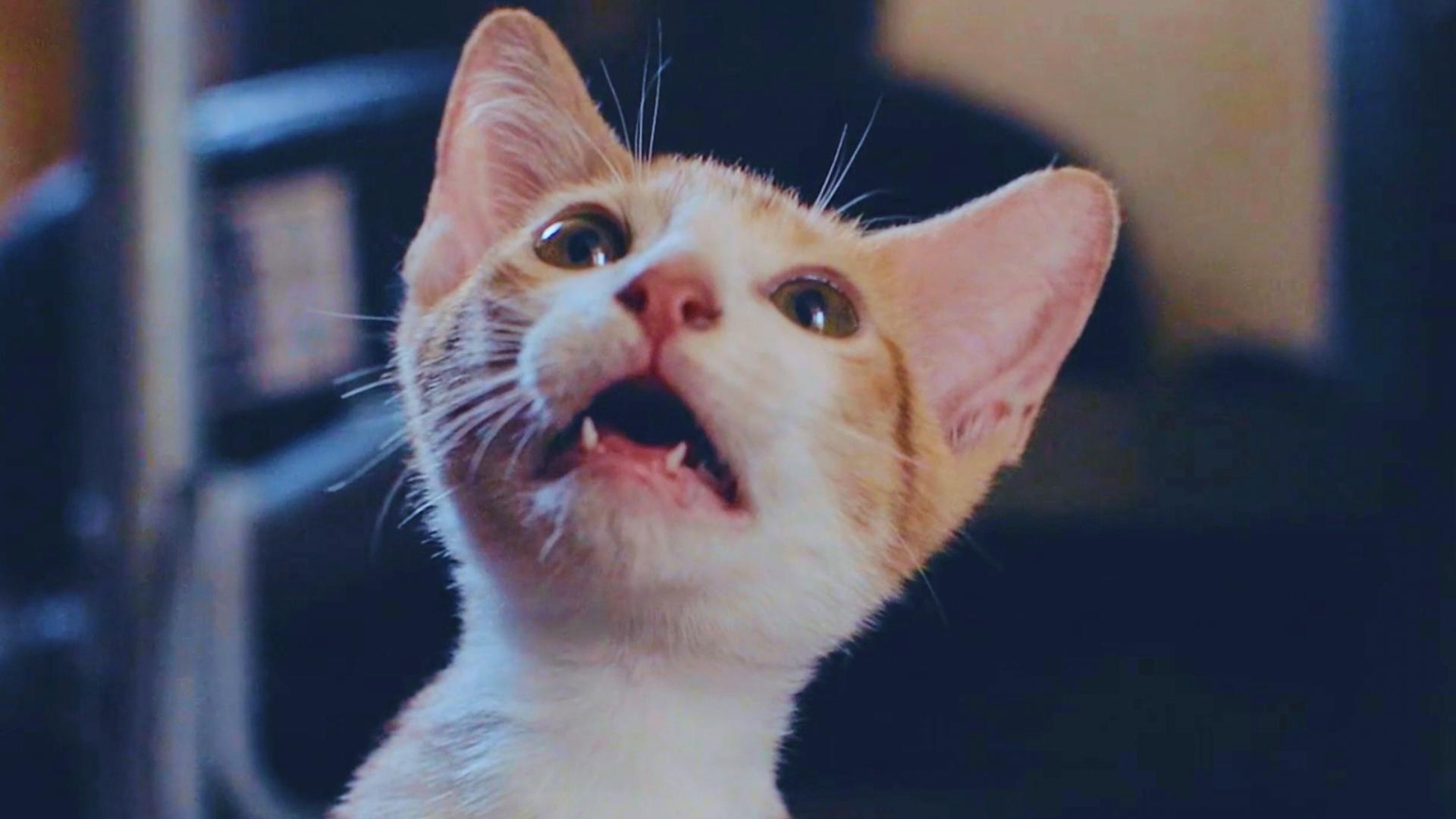 Cat Video Fest 2025: 73 minutes of cat videos coming to movie theaters ...