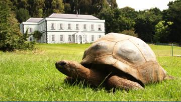 194-year-old Jonathan the tortoise named Guinness World Records Icon ...