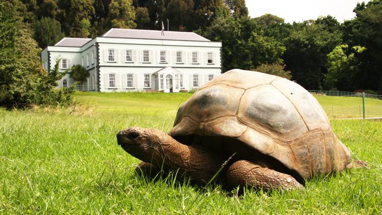 194-year-old Jonathan the tortoise named Guinness World Records Icon ...