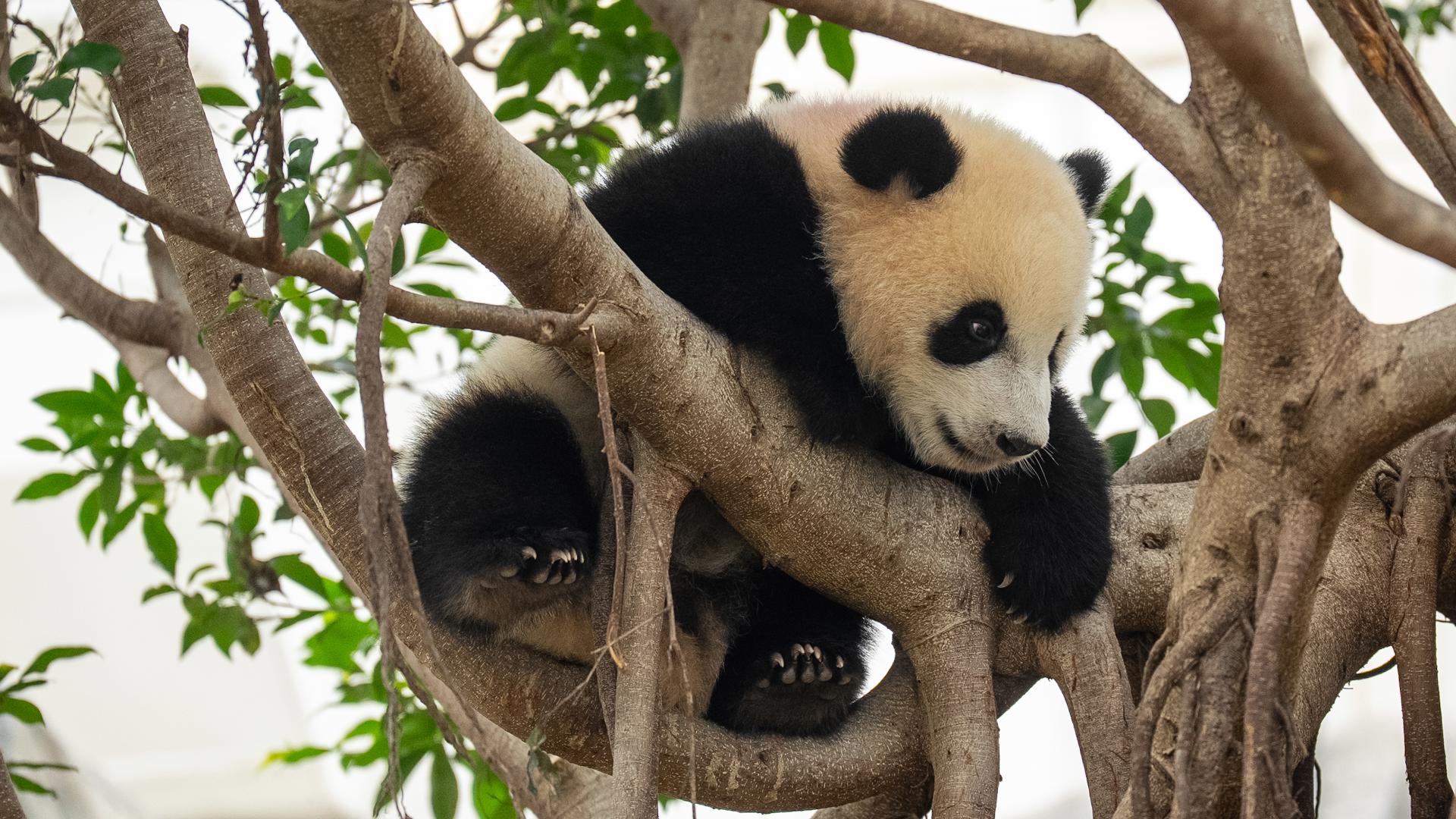 Hong Kong pandas Jia Jia and De De delight visitors | fox43.com
